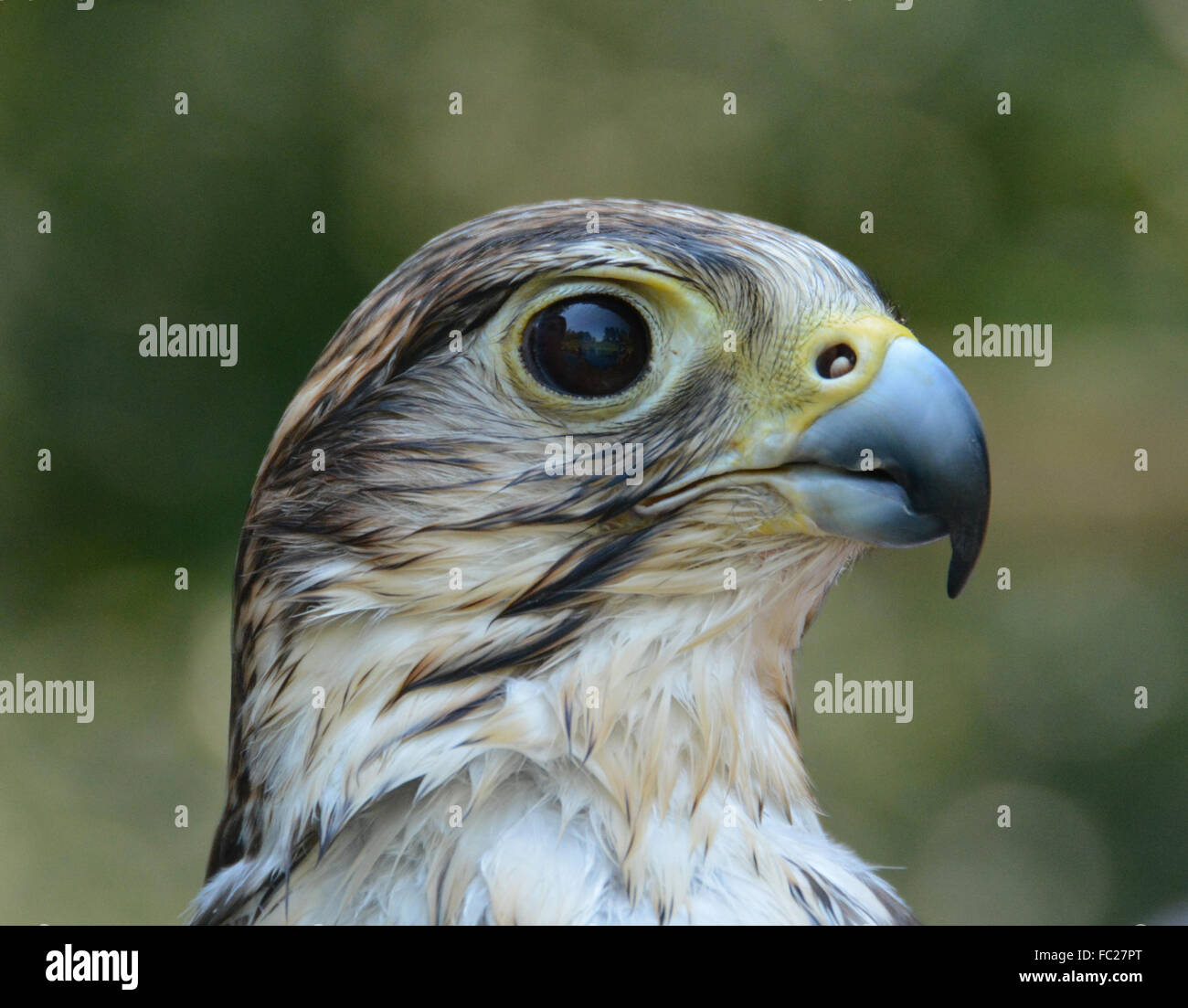 falcon close up Canada June 2013 Nanaimo Stock Photo - Alamy