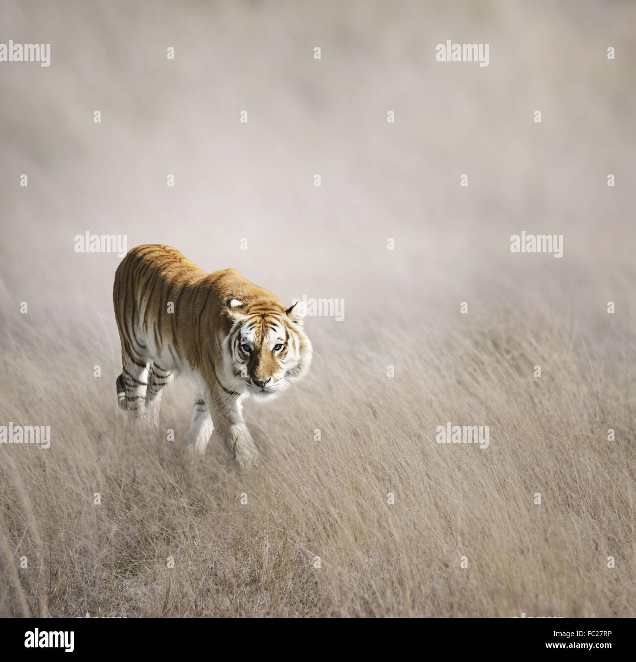 Tiger walking hi-res stock photography and images - Alamy