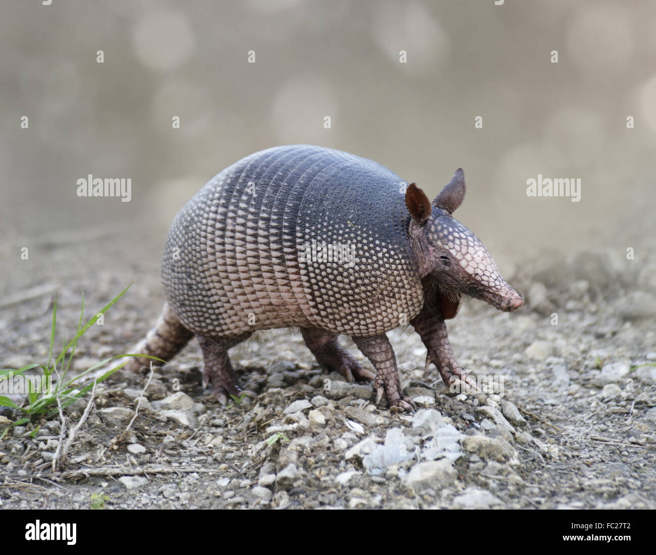 Florida nine banded armadillo hi-res stock photography and images - Alamy