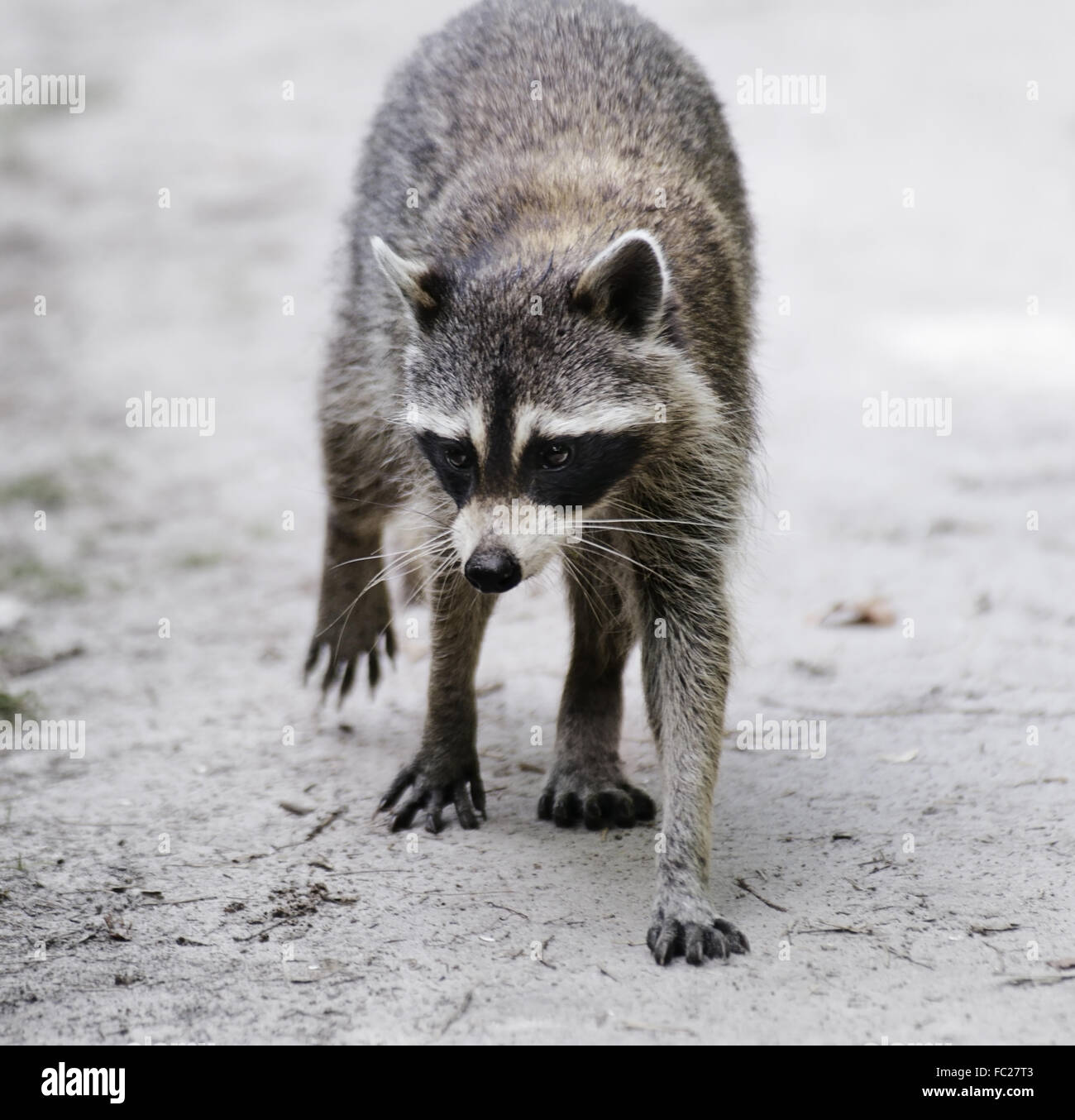 Raccoon Walking Stock Photo - Alamy