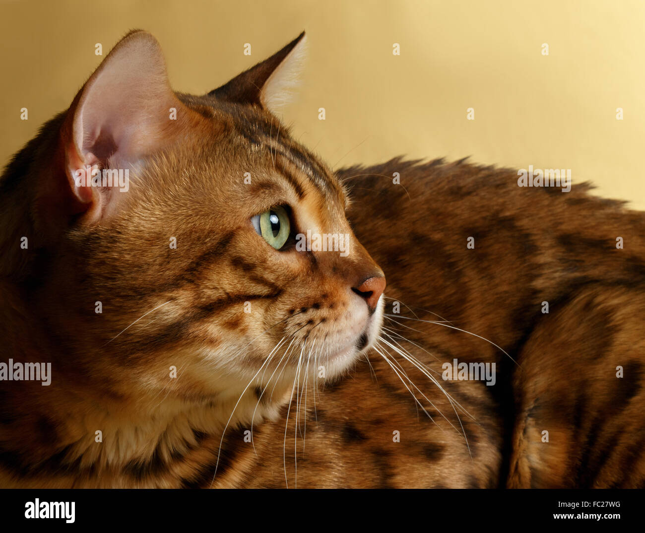Ginger bengal cat hi-res stock photography and images - Alamy