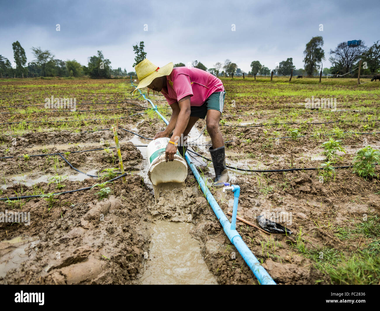 El nino drought 2016 thailand hi-res stock photography and images - Alamy