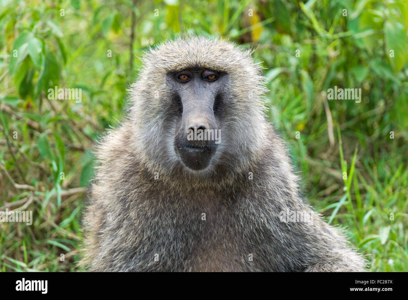 Olive baboon papio anubis portrait hi-res stock photography and images ...