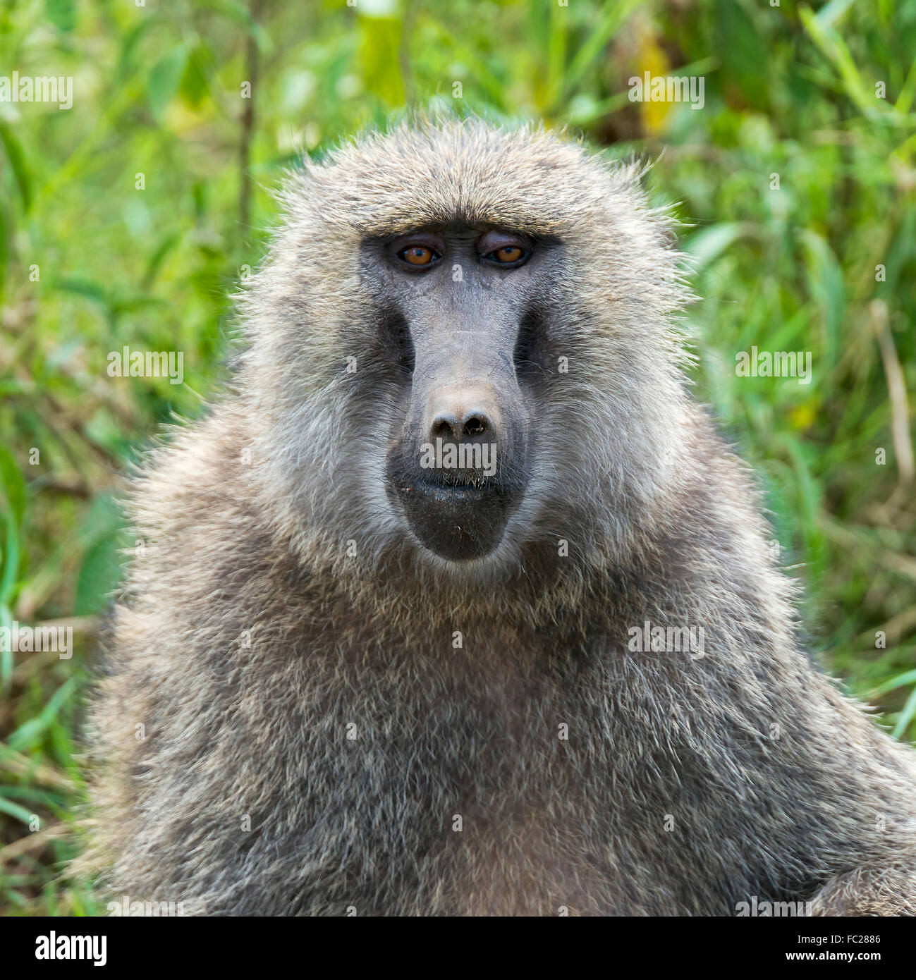 Olive baboon papio anubis portrait hi-res stock photography and images ...