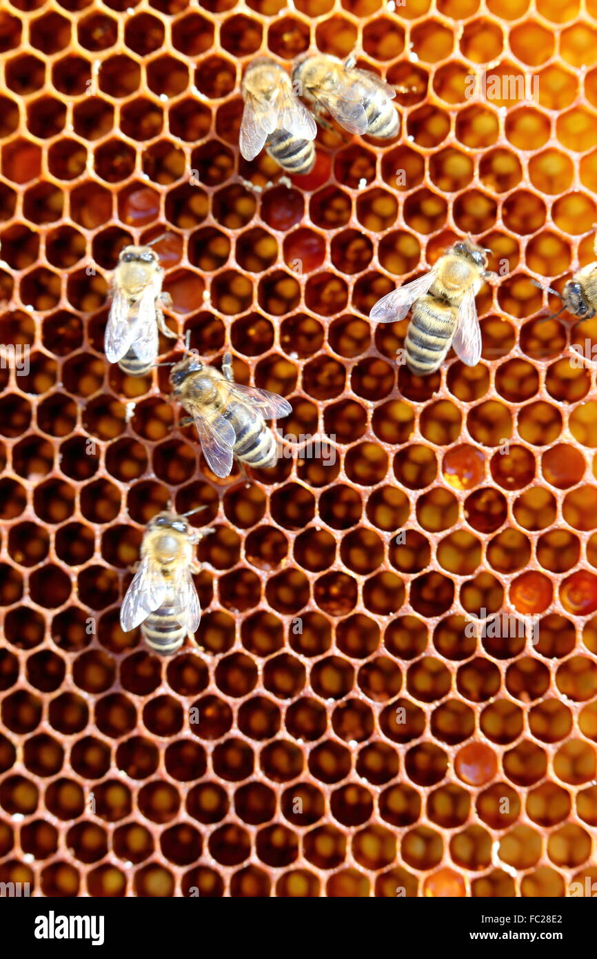 Bee on frame hi-res stock photography and images - Alamy