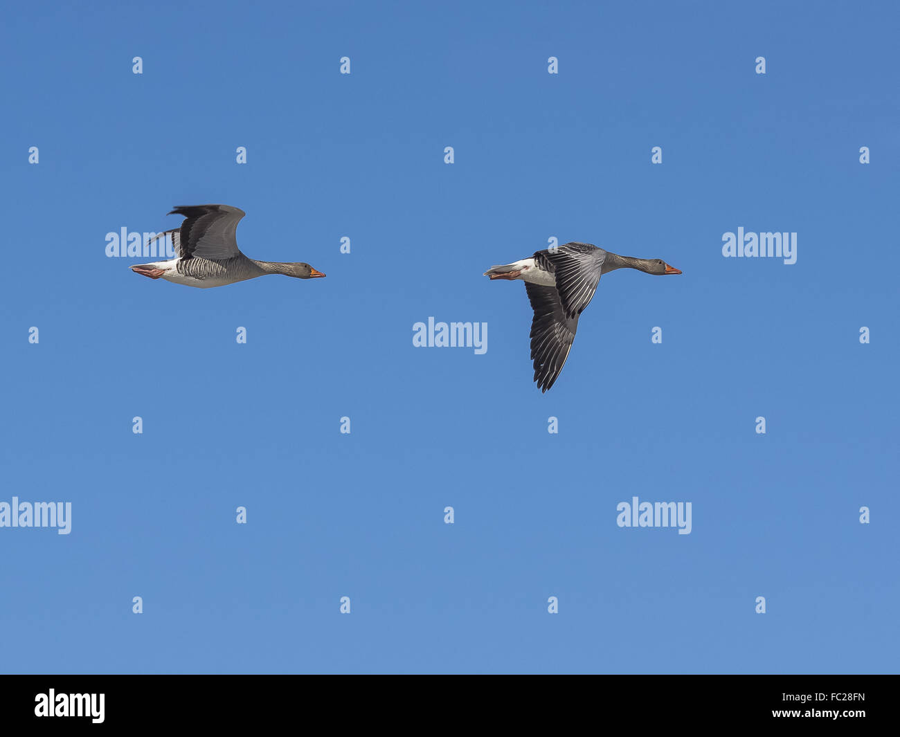 Grey goose island hi-res stock photography and images - Alamy