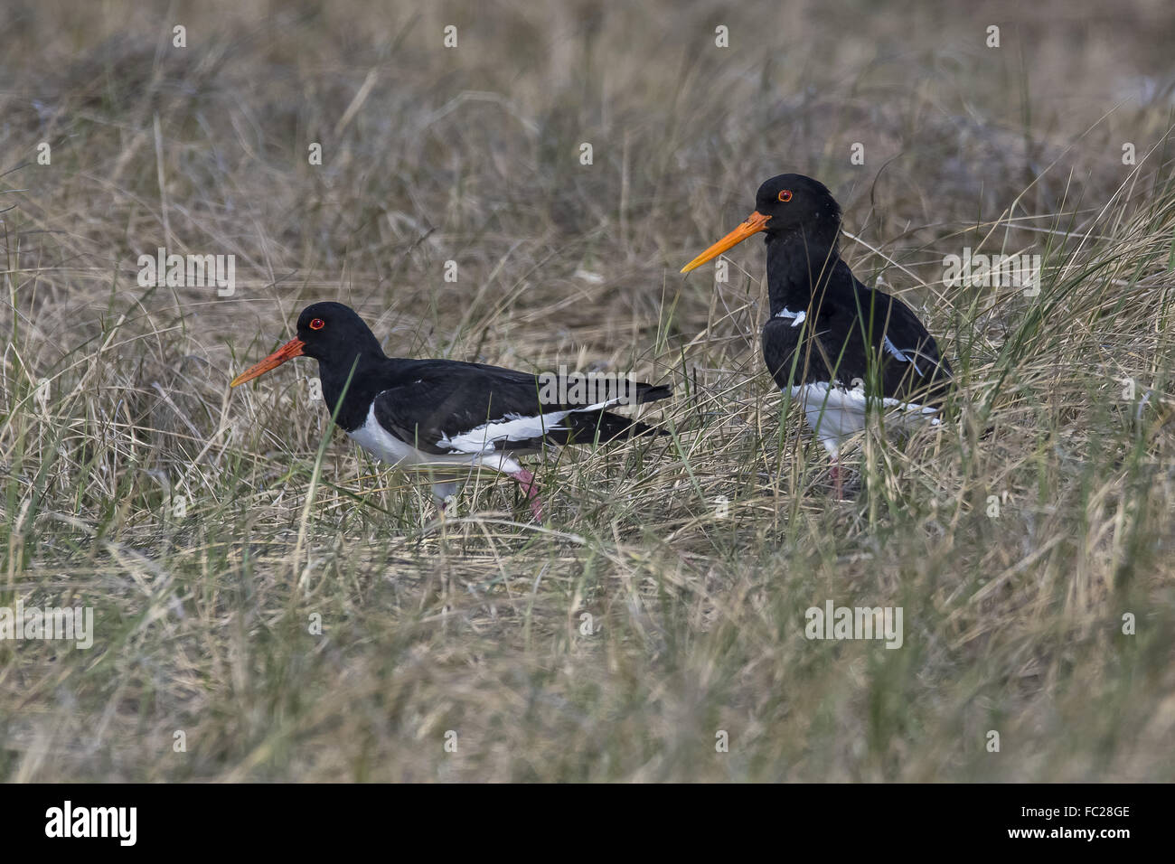 Let┬┤s go out! Stock Photo - Alamy