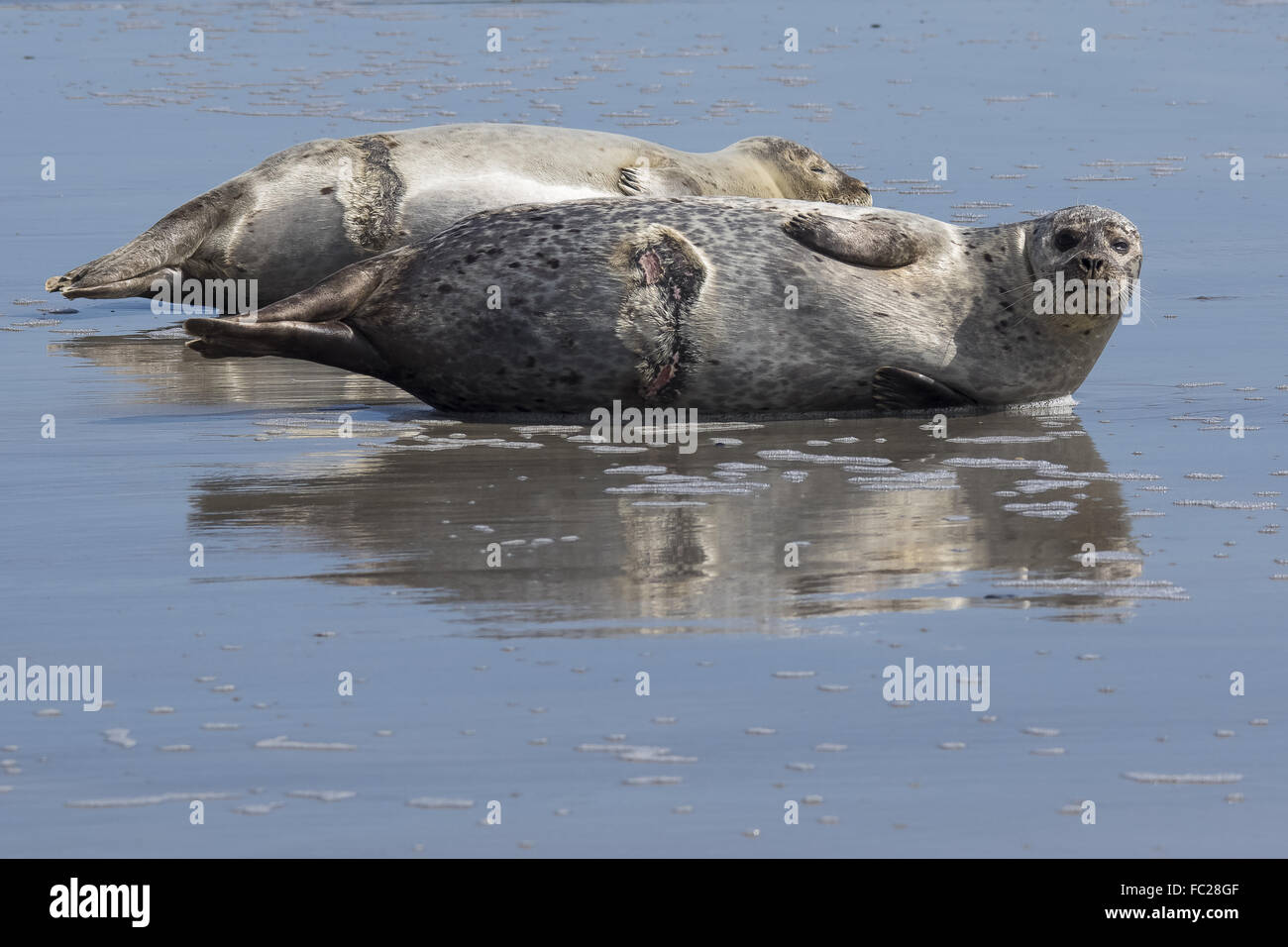 Nap in the cool water Stock Photo - Alamy