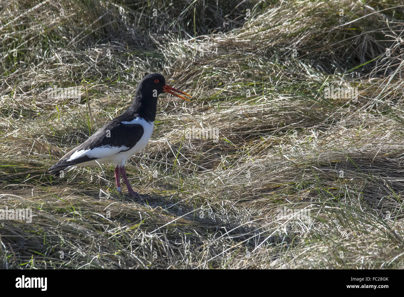 Nesting shorebird hi-res stock photography and images - Alamy