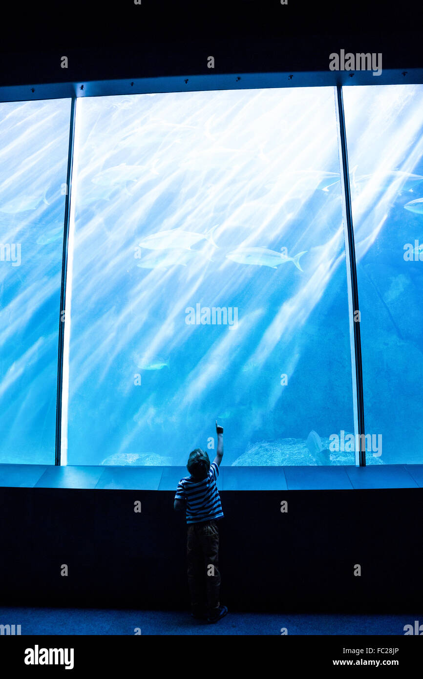 Young man pointing a fish in a giant aquarium Stock Photo - Alamy