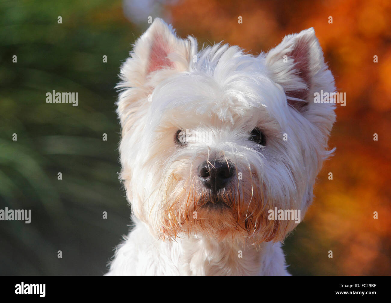 West highland white terrier portrait hi-res stock photography and ...