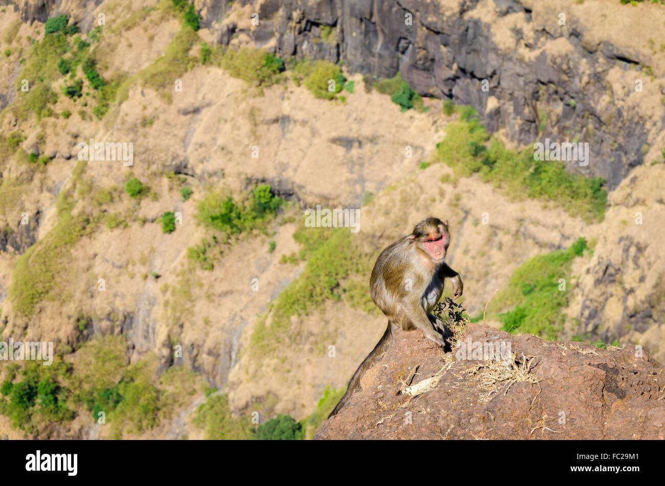 Monkey sitting on edge of a cliff at Arthur Seat Viewpoint ...