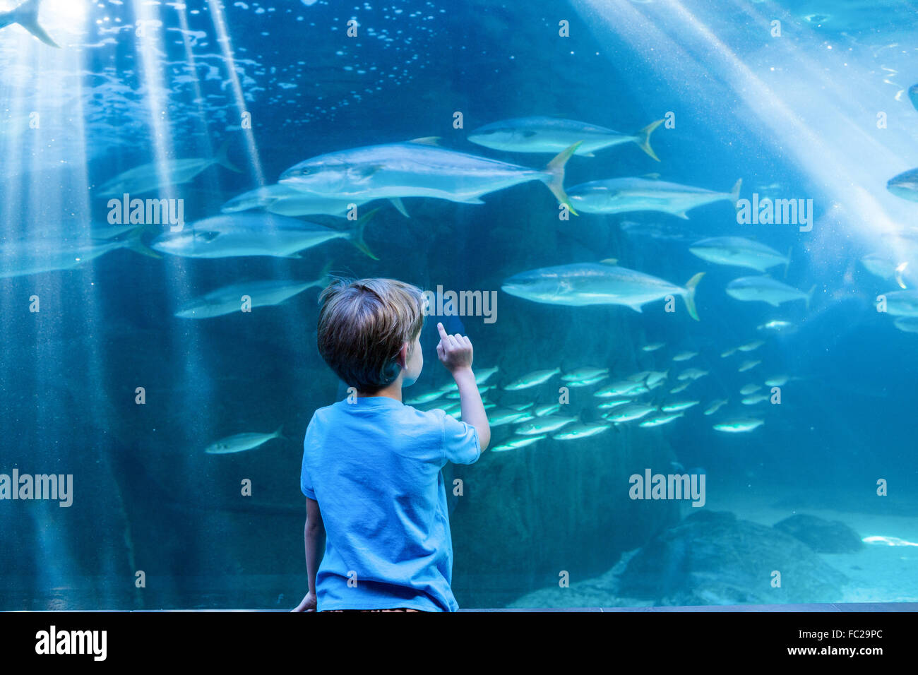 Boy fish tank hi-res stock photography and images - Alamy