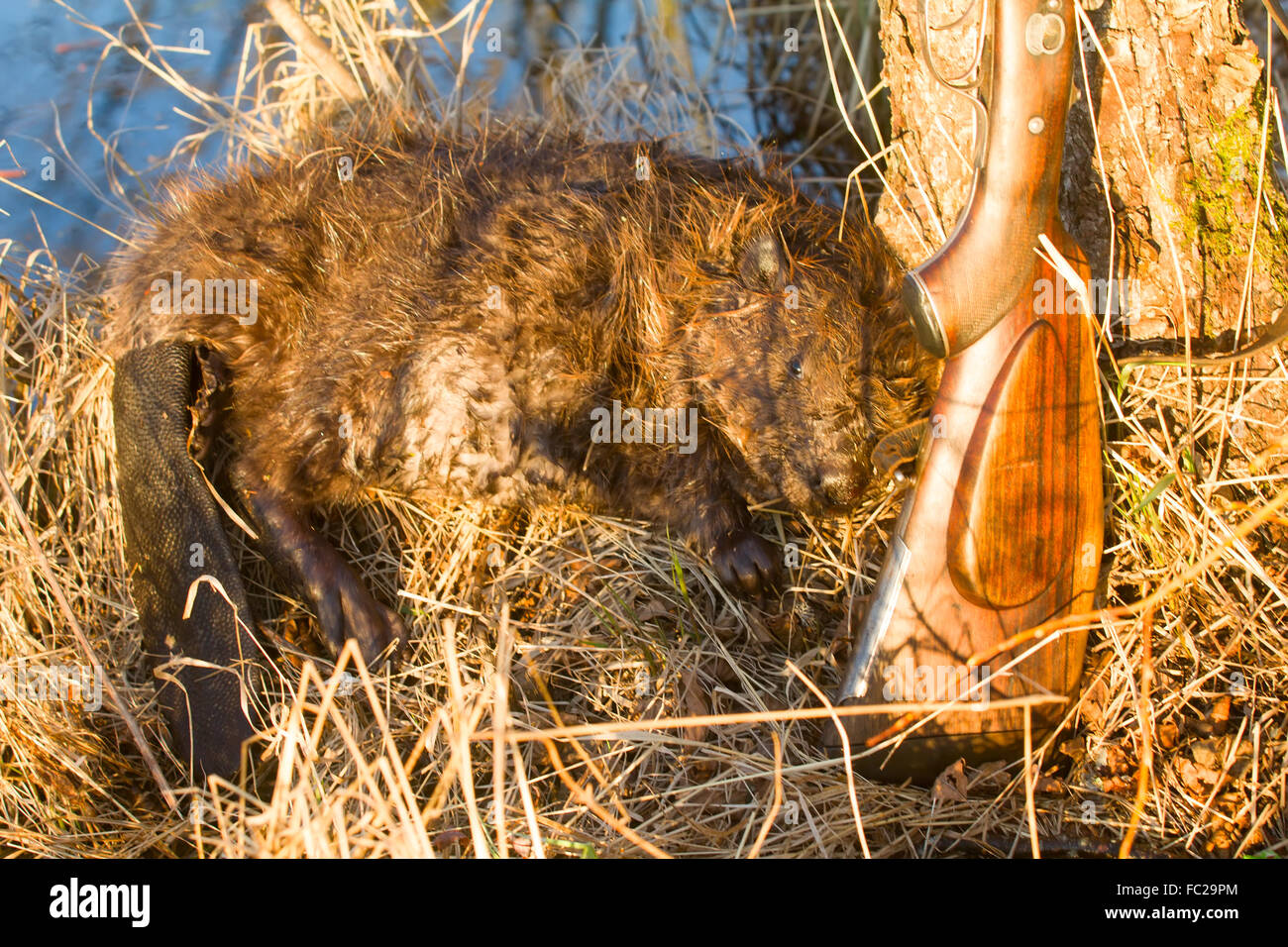 Beaver tail canada hi-res stock photography and images - Alamy