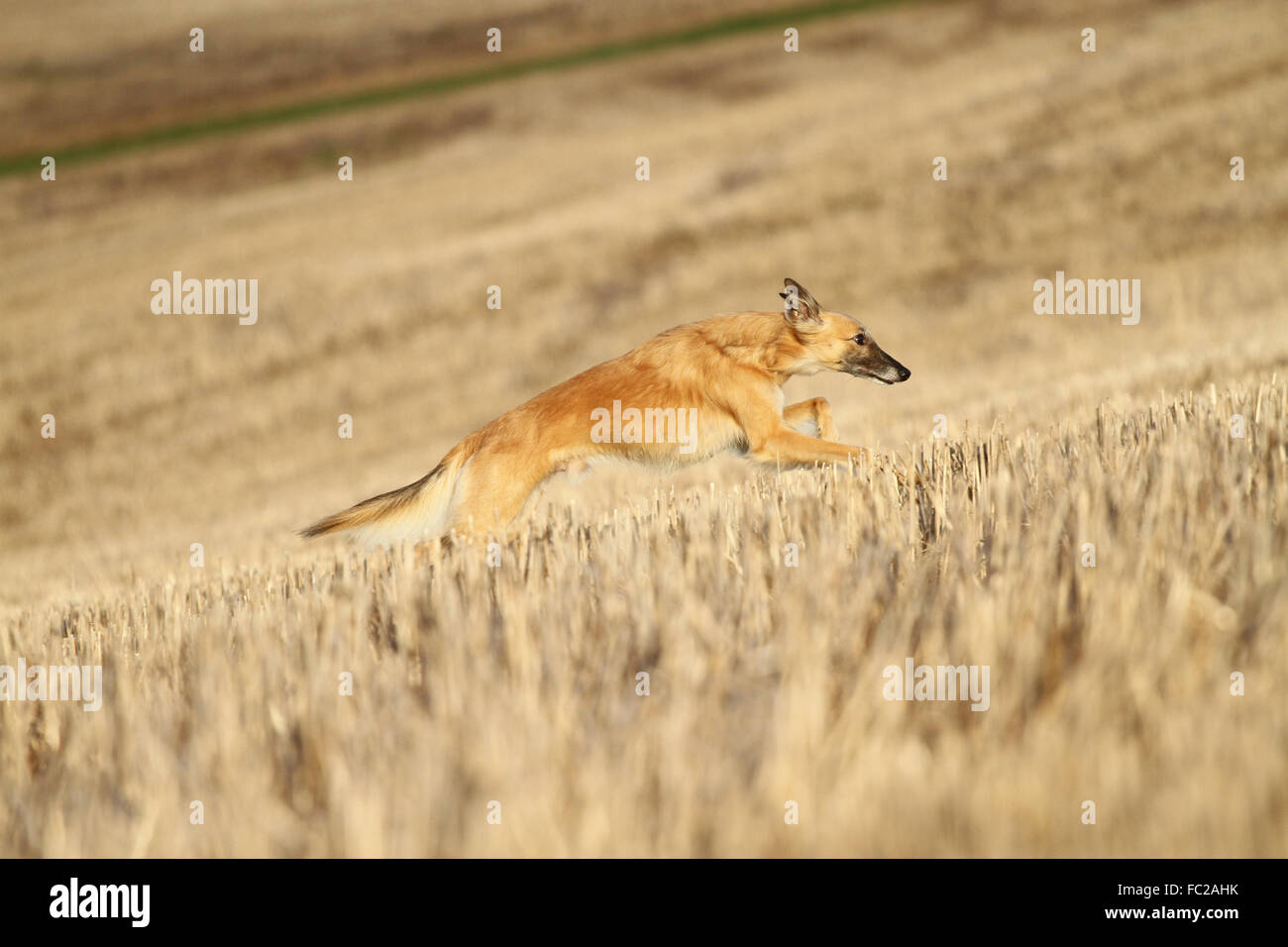 Silken Wind Sprite, male, running across stubble field, Germany Stock ...