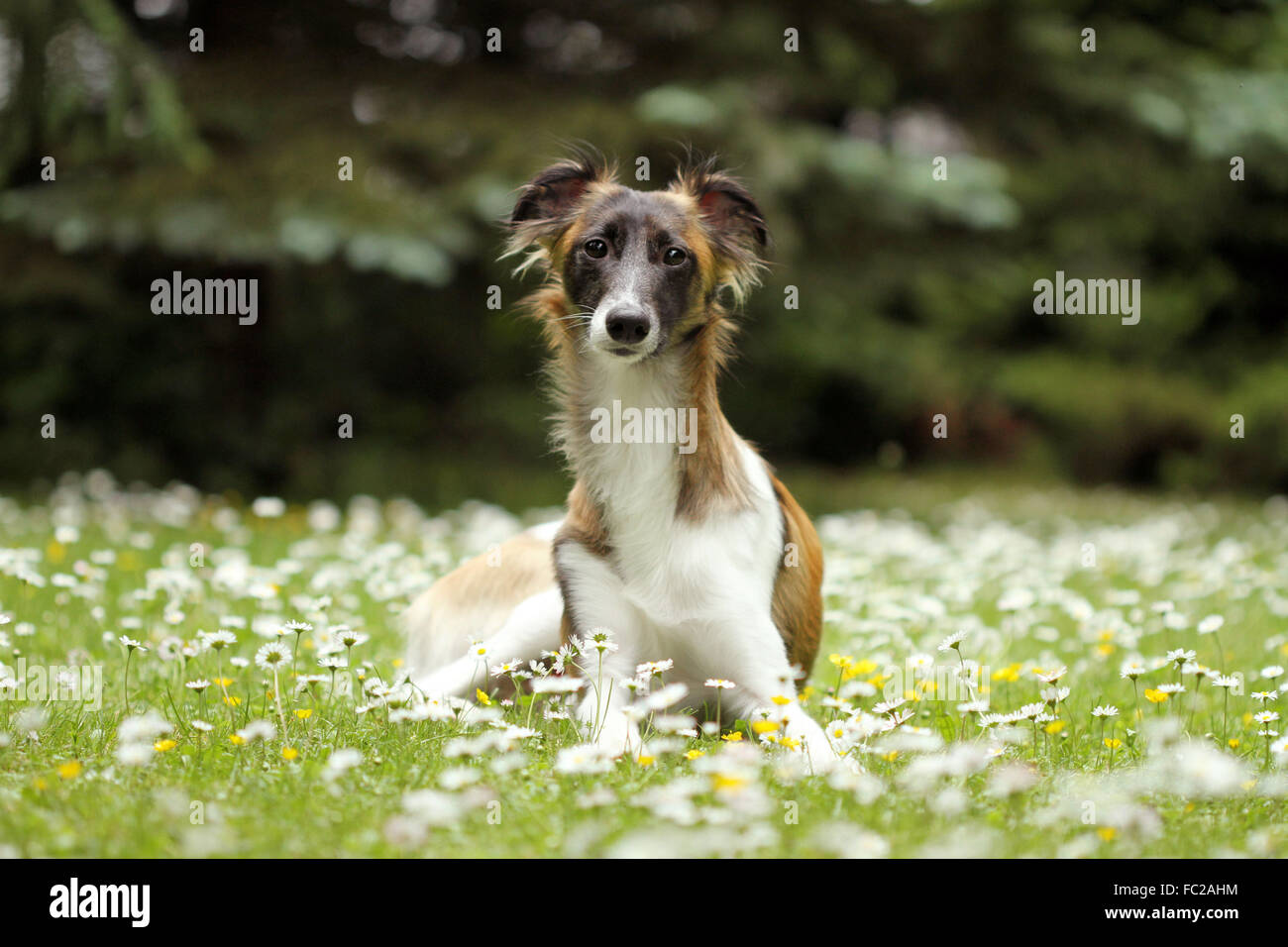 Silken Wind Sprite, male, in meadow with daisies, Germany Stock Photo ...