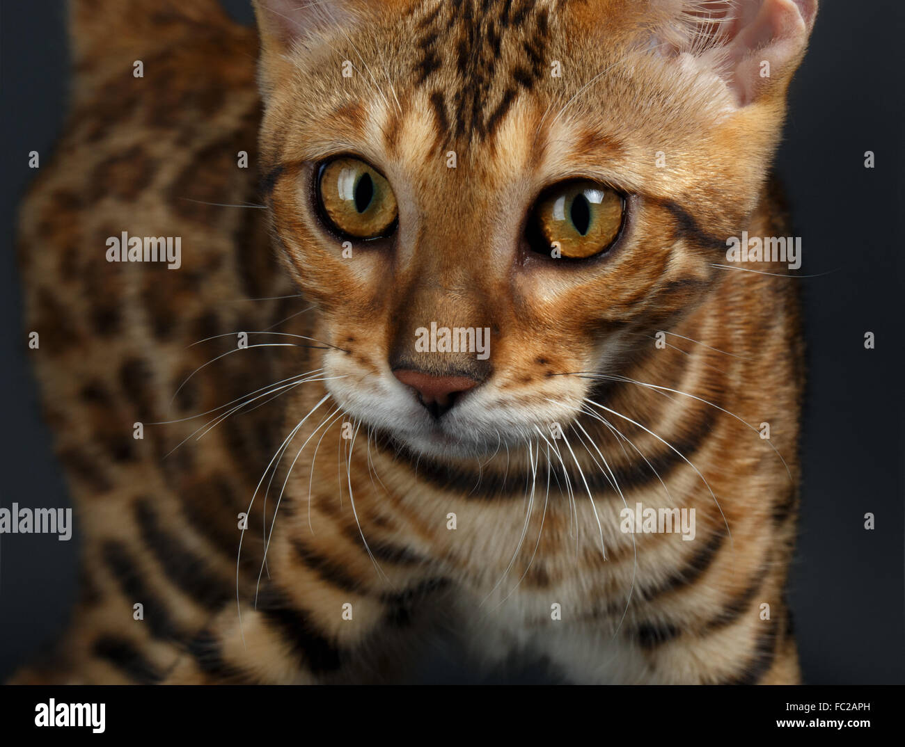 Female ginger cat hi-res stock photography and images - Alamy