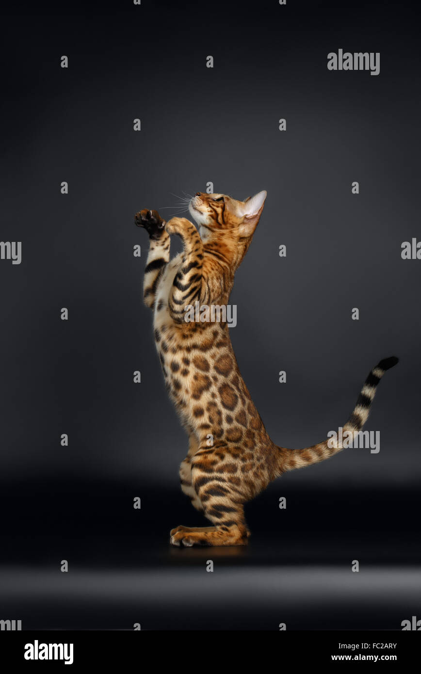 Playful Female Bengal Cat stands on Rear Legs Stock Photo - Alamy