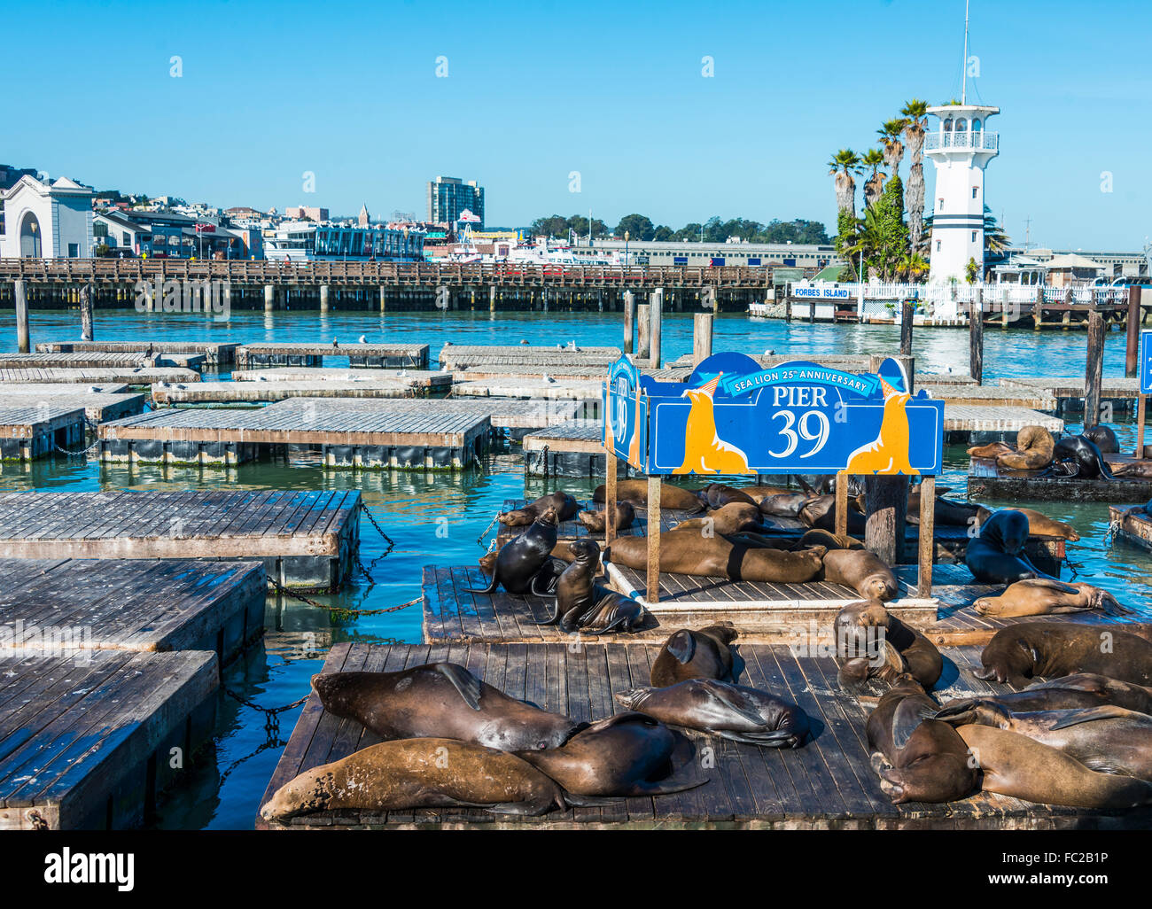 California Sea Lions (Zalophus californianus) at Pier 39, Fisherman's ...