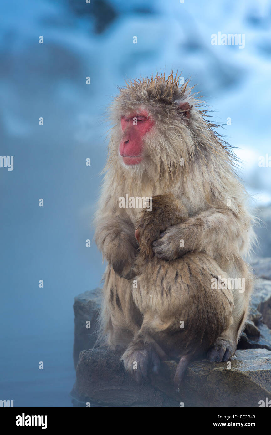 Snow monkey Macaque Onsen Stock Photo - Alamy