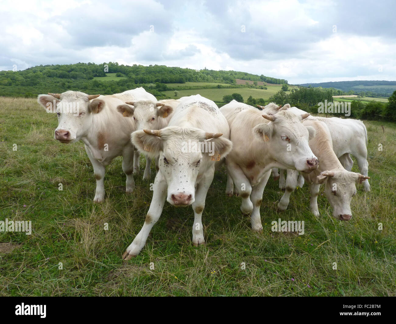 Six cows hi-res stock photography and images - Alamy