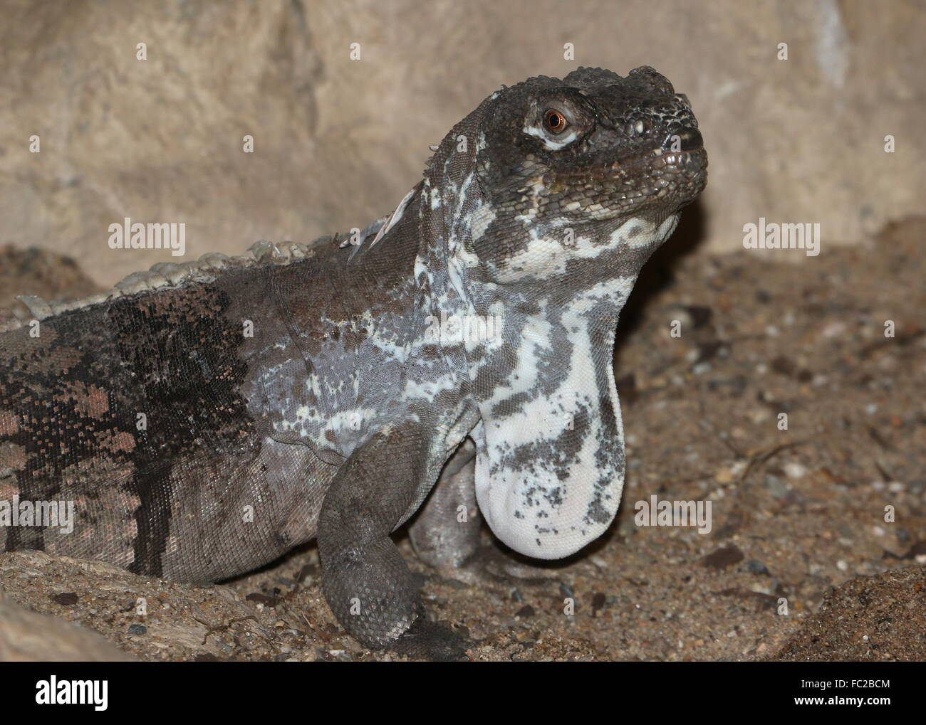 Guatemalan spiny-tailed Iguana (Ctenosaura palearis), closeup of the ...