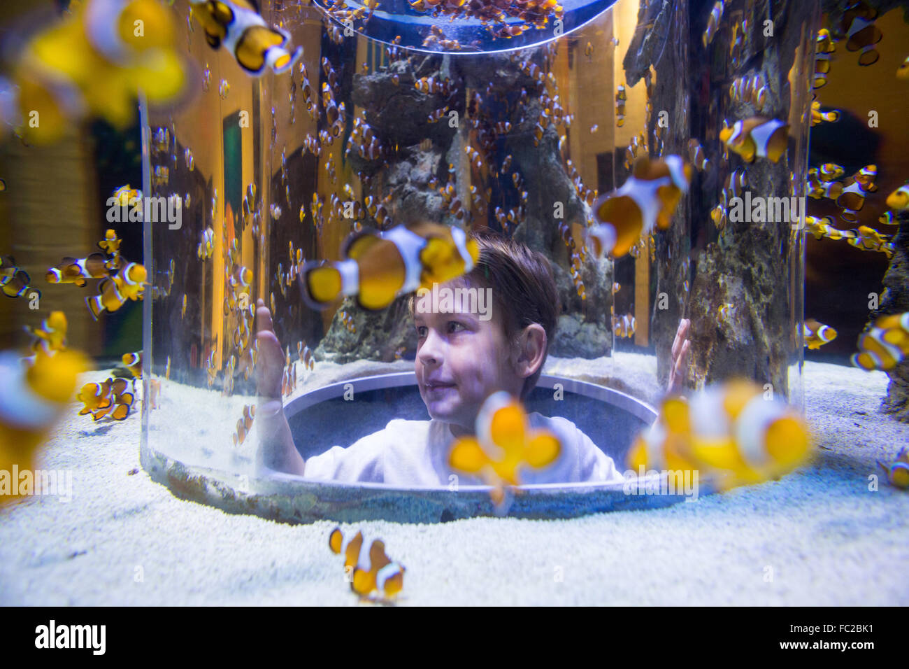 Young man looking at fish into a circular tank Stock Photo - Alamy
