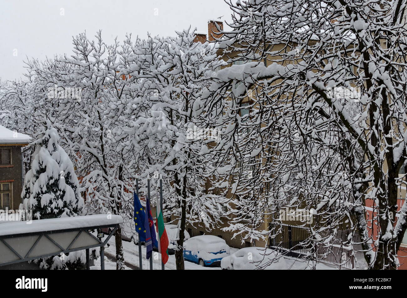 All white under snow, winter scenery at trees covered with heavy snow ...