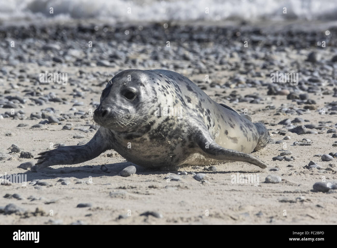 Stone jumper hi-res stock photography and images - Alamy