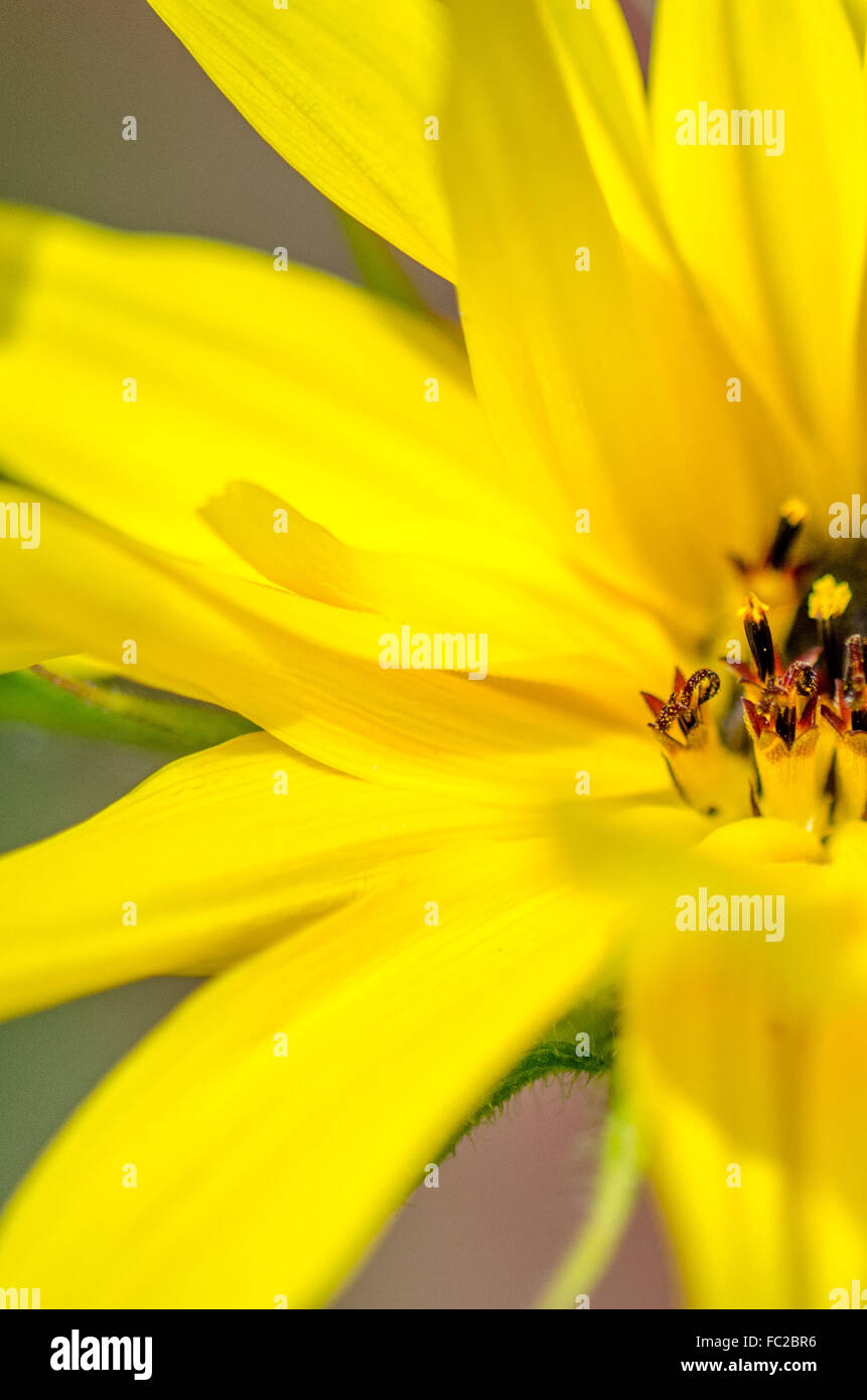 Sunflower half flower hi-res stock photography and images - Alamy