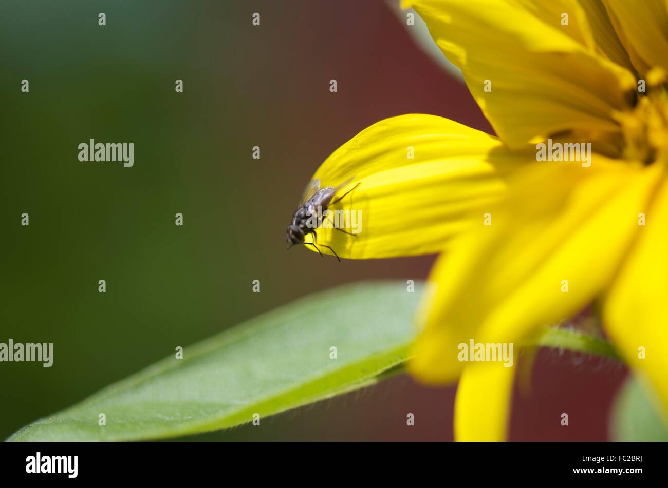 Fly on sunflower Stock Photo - Alamy