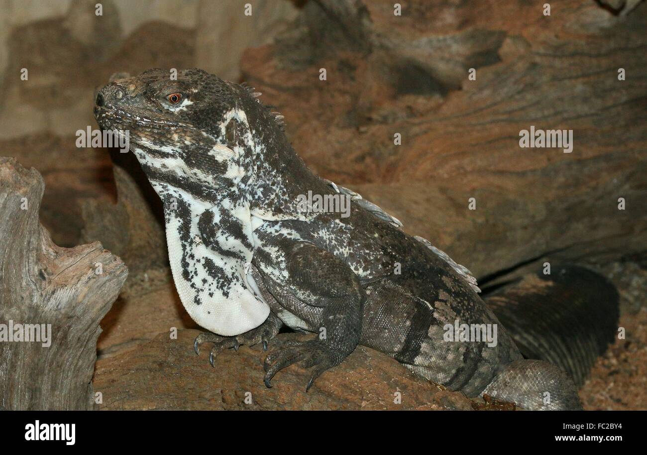 Male Guatemalan spiny-tailed Iguana (Ctenosaura palearis), closeup of ...