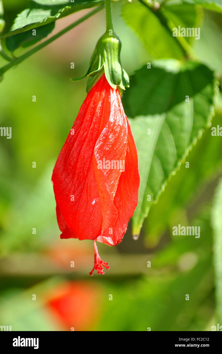 Rose of China Latin name Hibiscus rosa-sinensis Stock Photo - Alamy