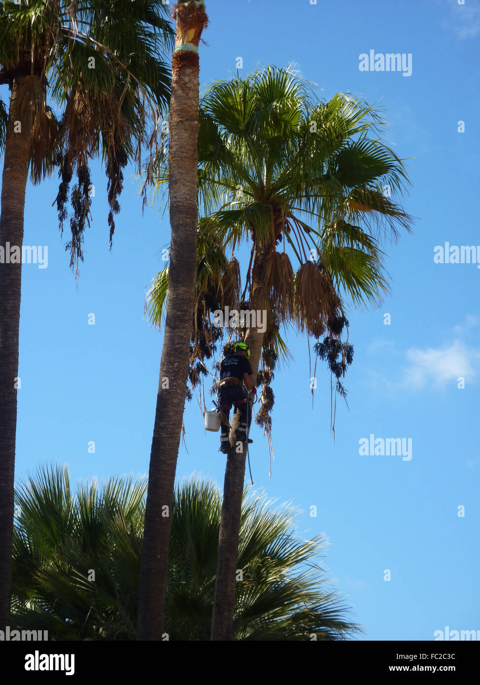 Palm cutting hi-res stock photography and images - Alamy