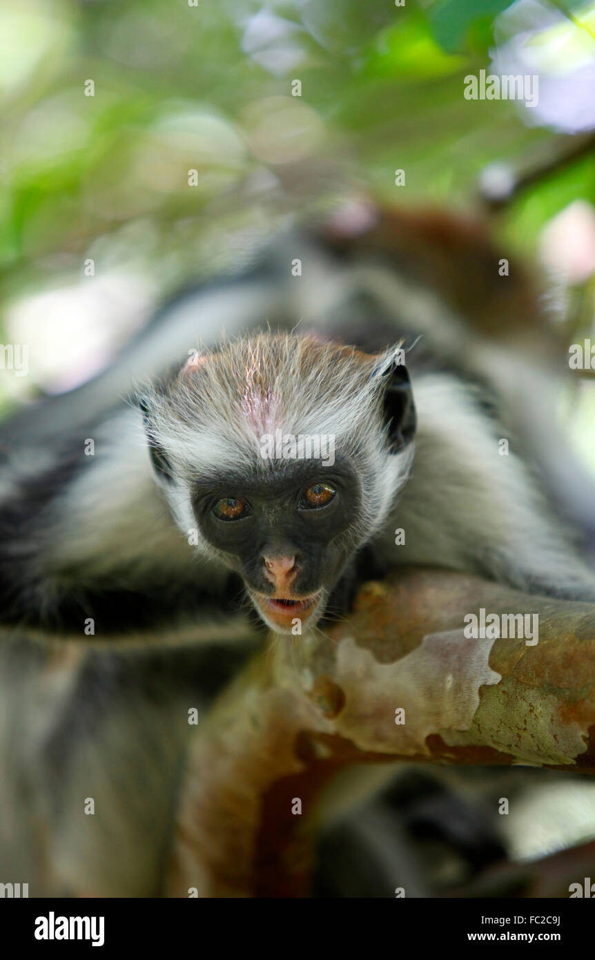 Black-and-white colobus monkey on a tree in rainforest in Zanzibar ...