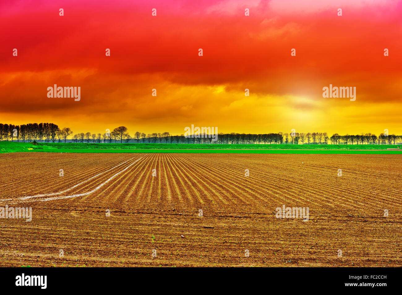 Poplars at sunset hi-res stock photography and images - Alamy