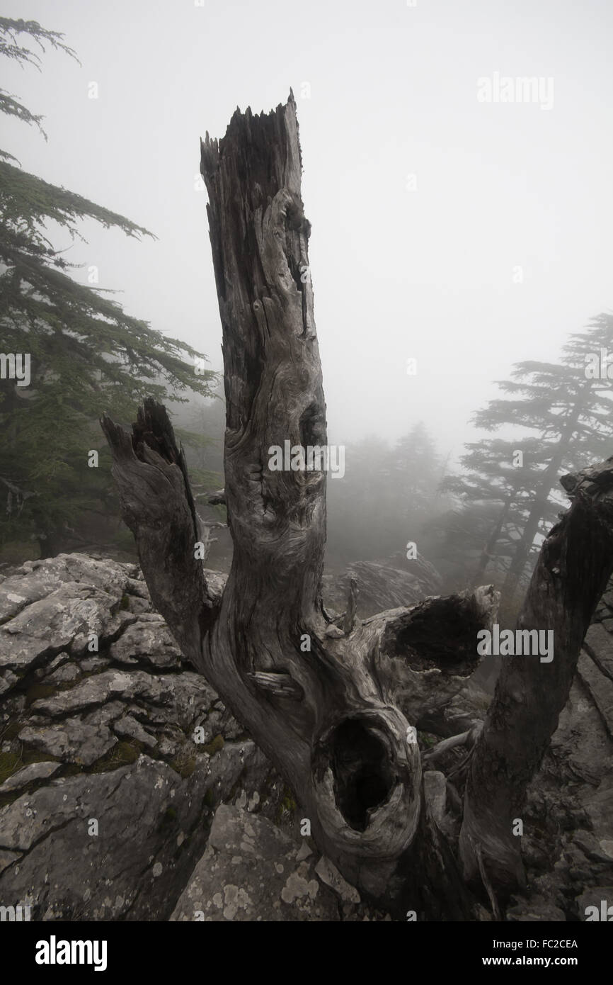 old forest in mountains in mist Stock Photo - Alamy