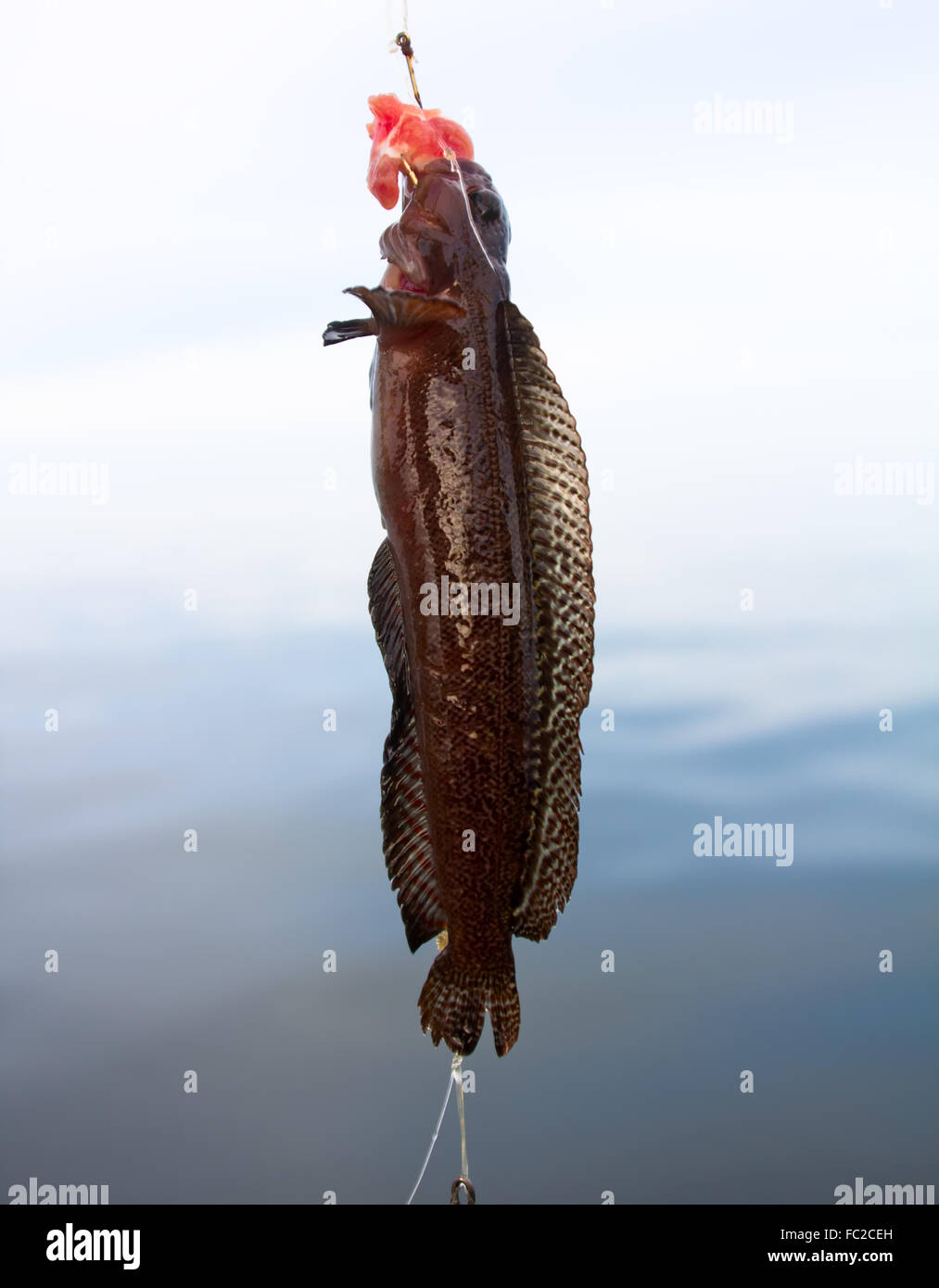 Pacific fishing hi-res stock photography and images - Alamy