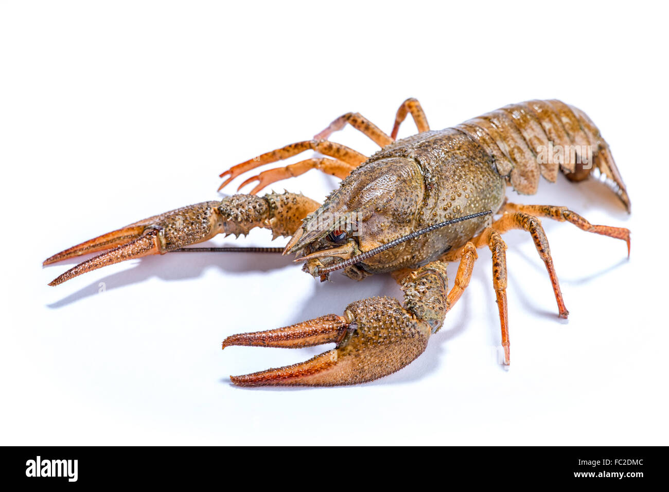 Crayfish isolated on the white background Stock Photo - Alamy