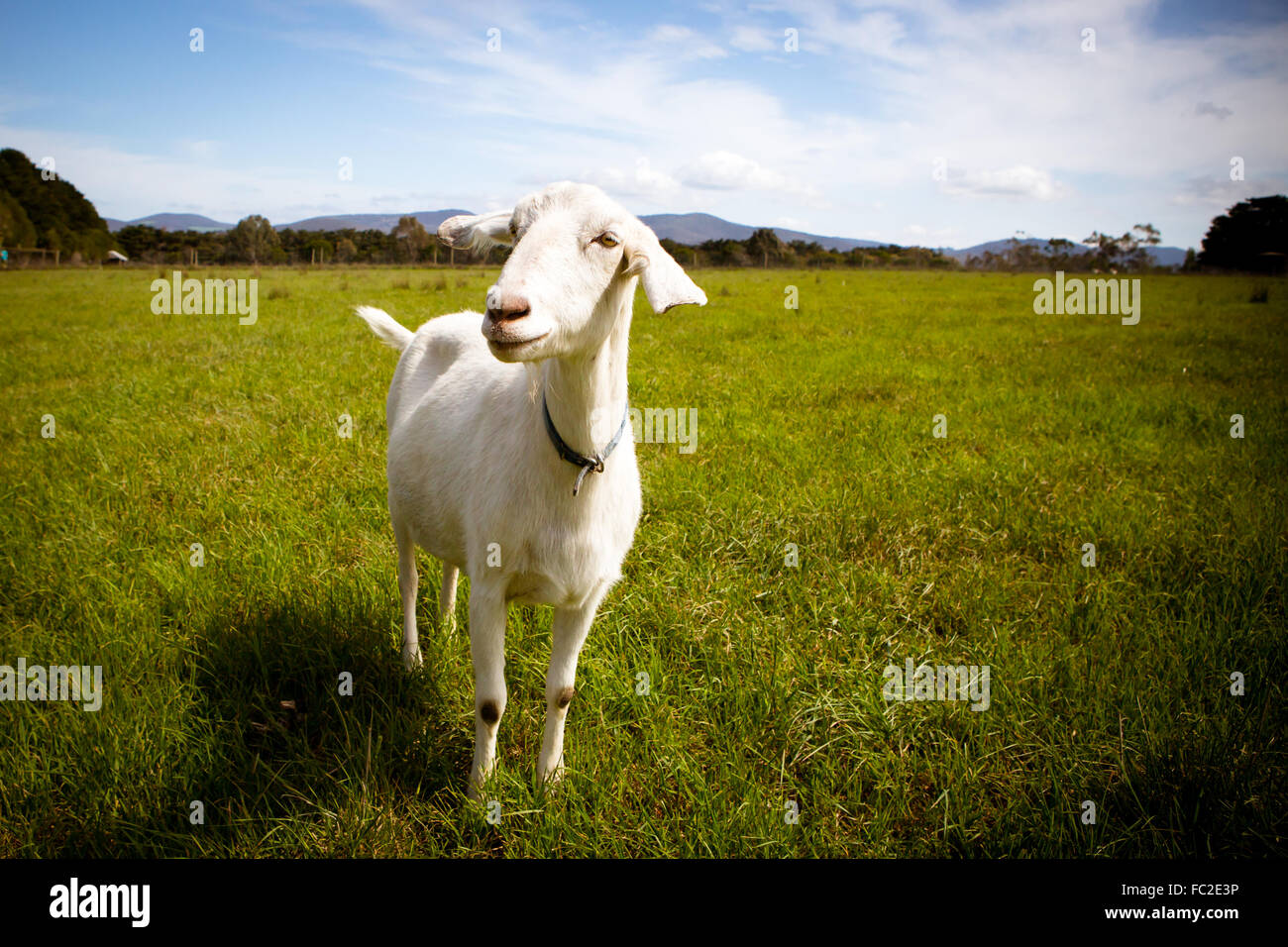 A playful goat in a lush green paddock near Clarkefield in Victoria ...