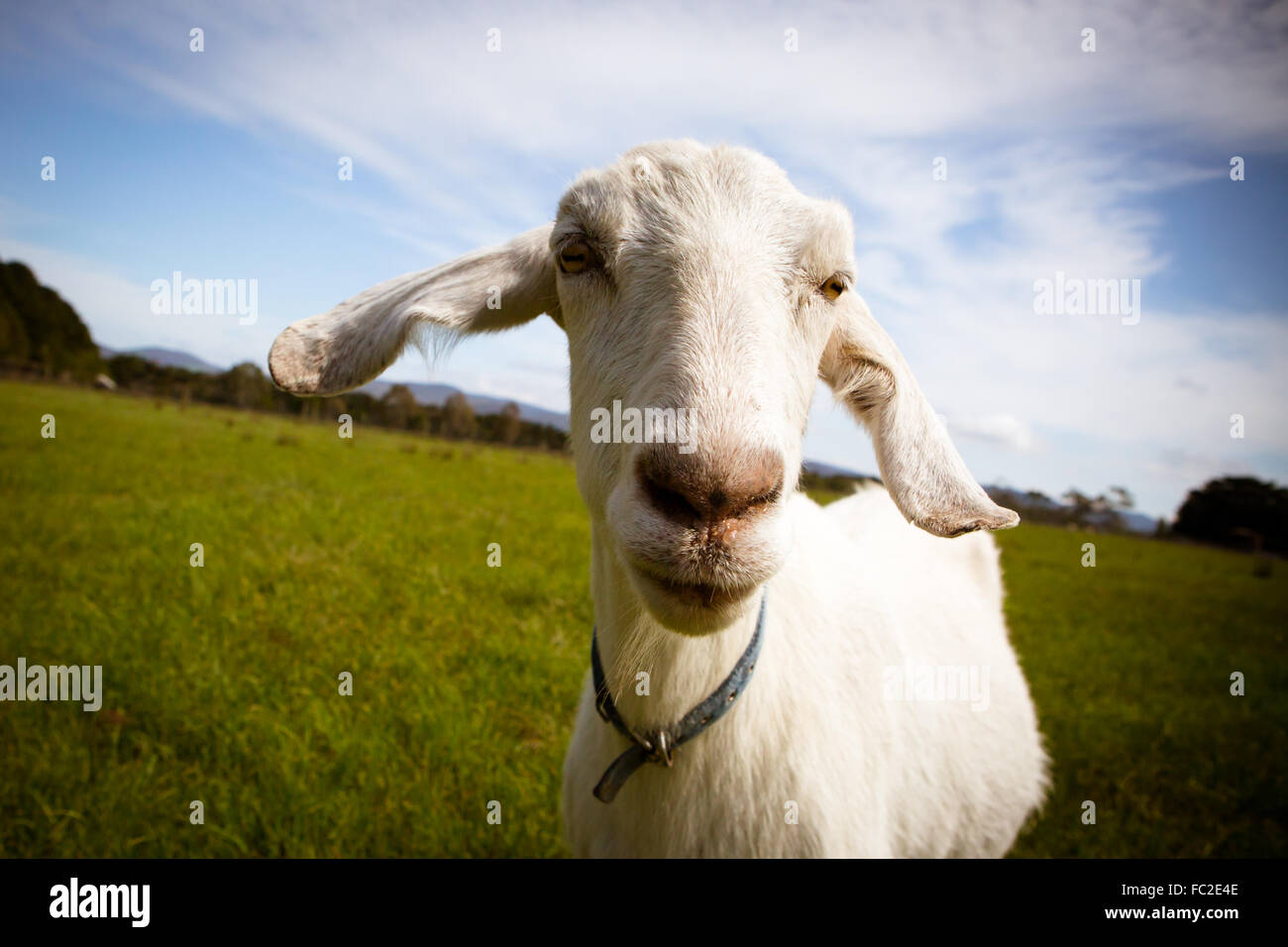 A playful goat in a lush green paddock near Clarkefield in Victoria ...