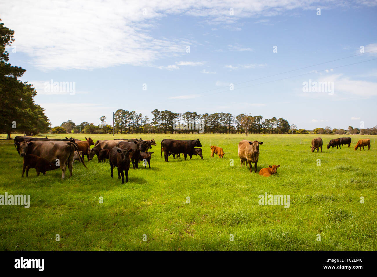 A herd of cows in a lush green paddock near Clarkefield in Victoria ...