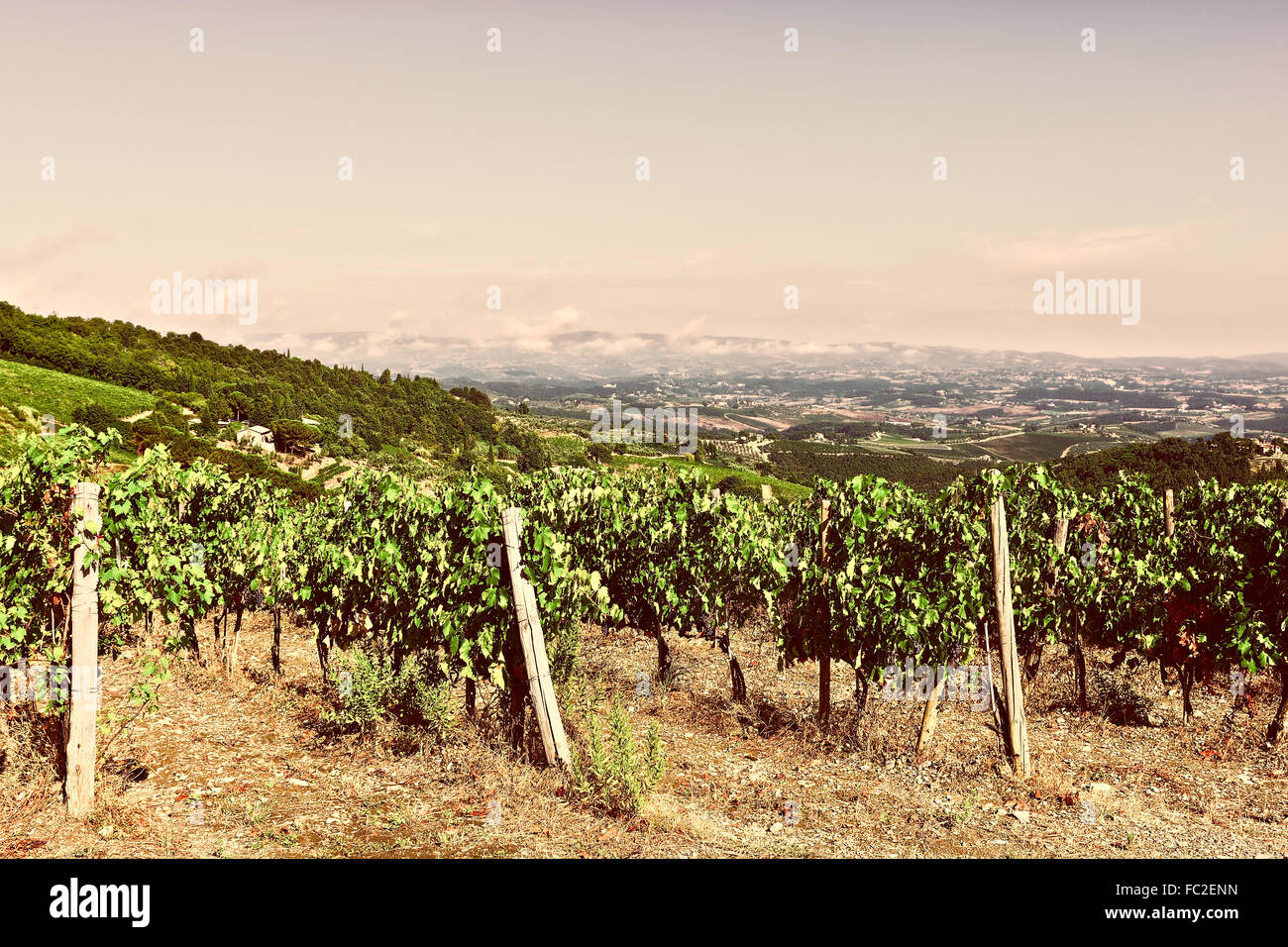 Italian forest vine hi-res stock photography and images - Alamy