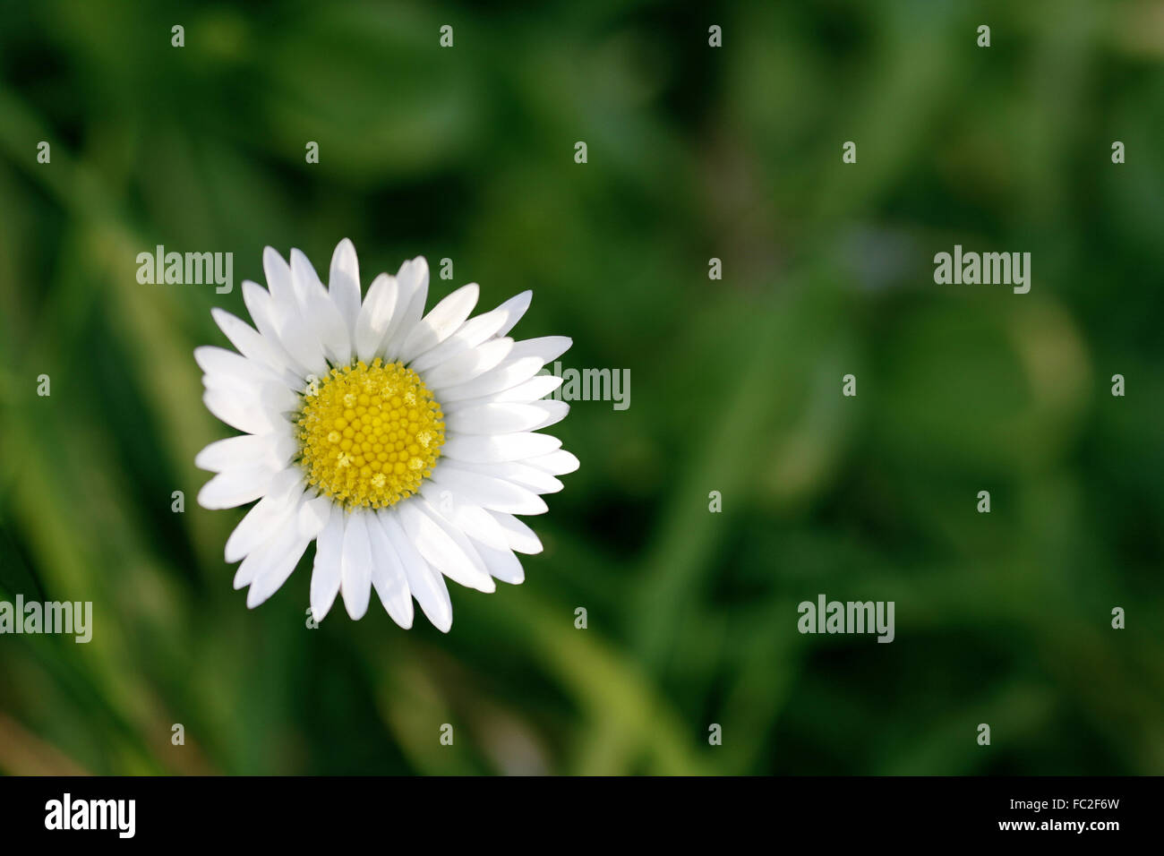 Single daisy with green background Stock Photo - Alamy