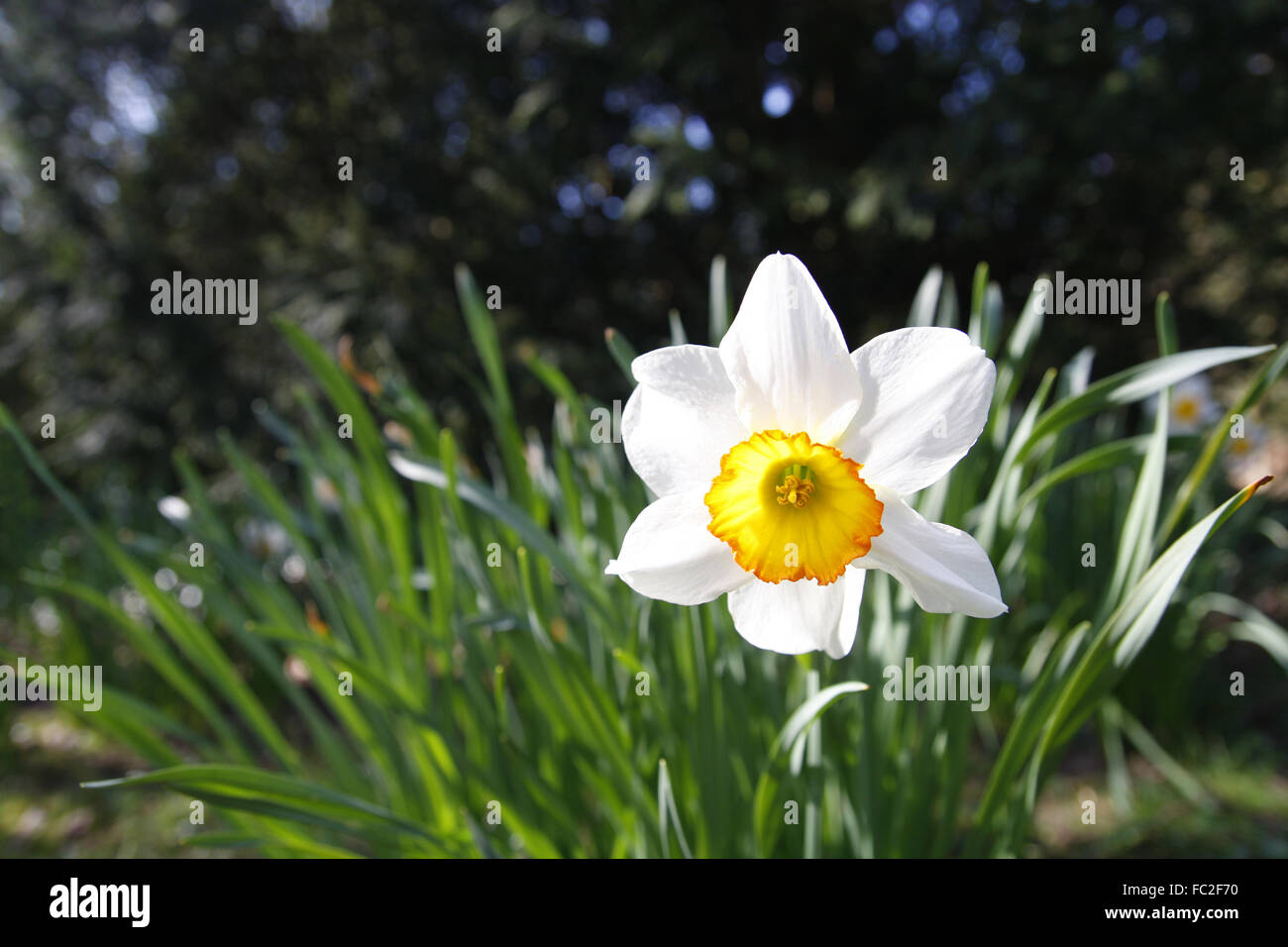 Single daffodil in a field Stock Photo - Alamy