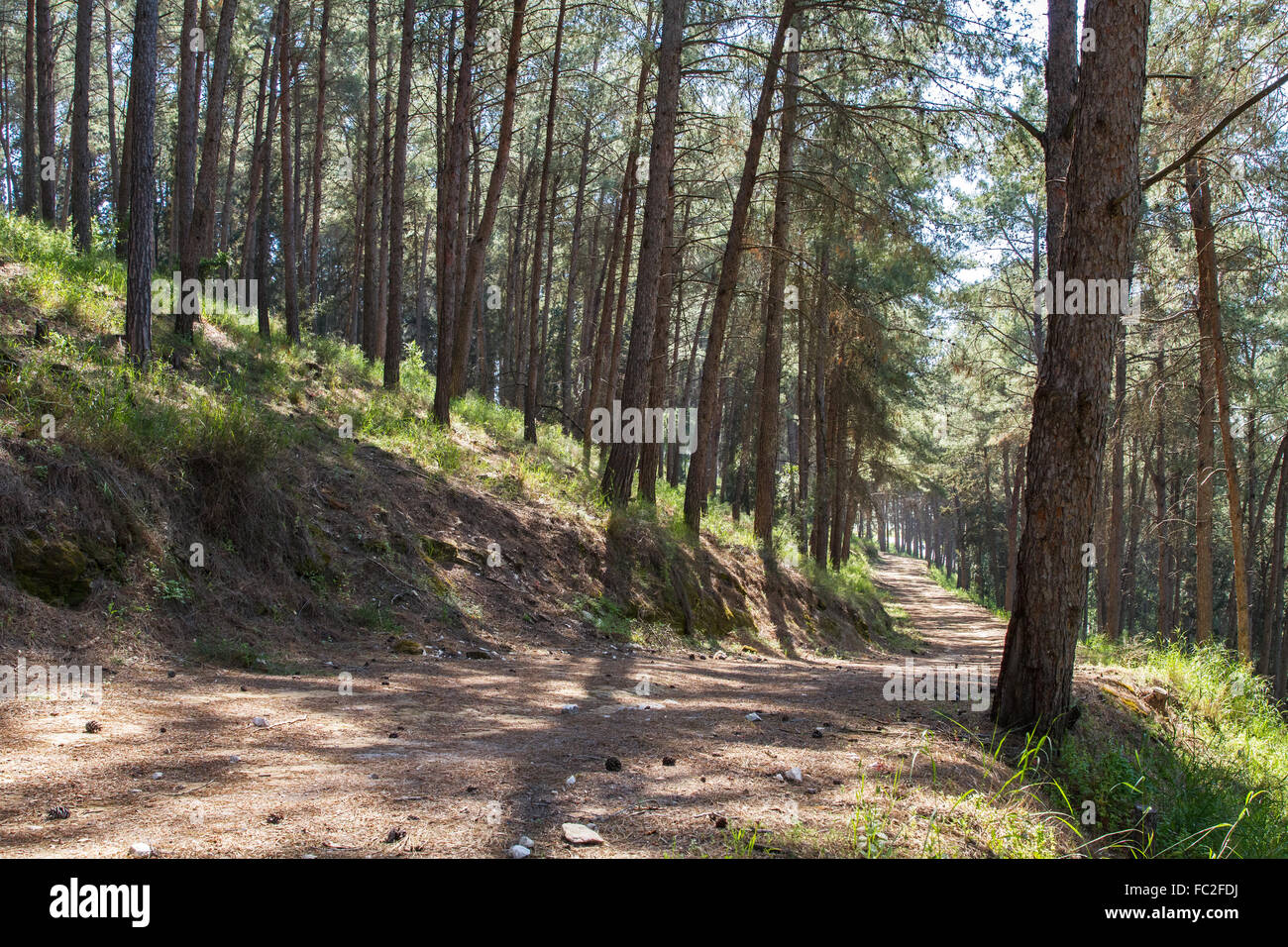 Beautiful forest road Stock Photo - Alamy
