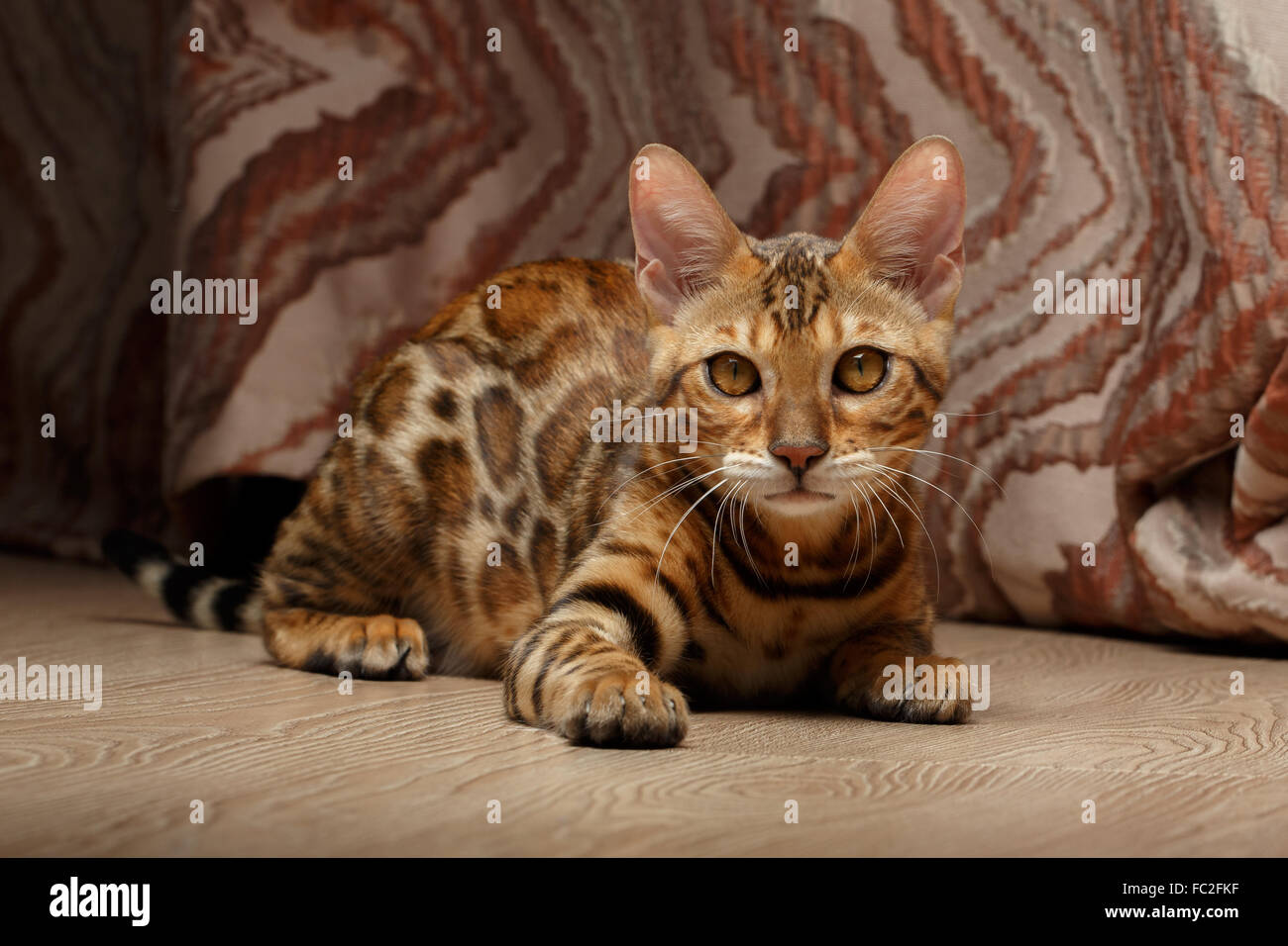 Closeup female Bengal Cat Stock Photo - Alamy