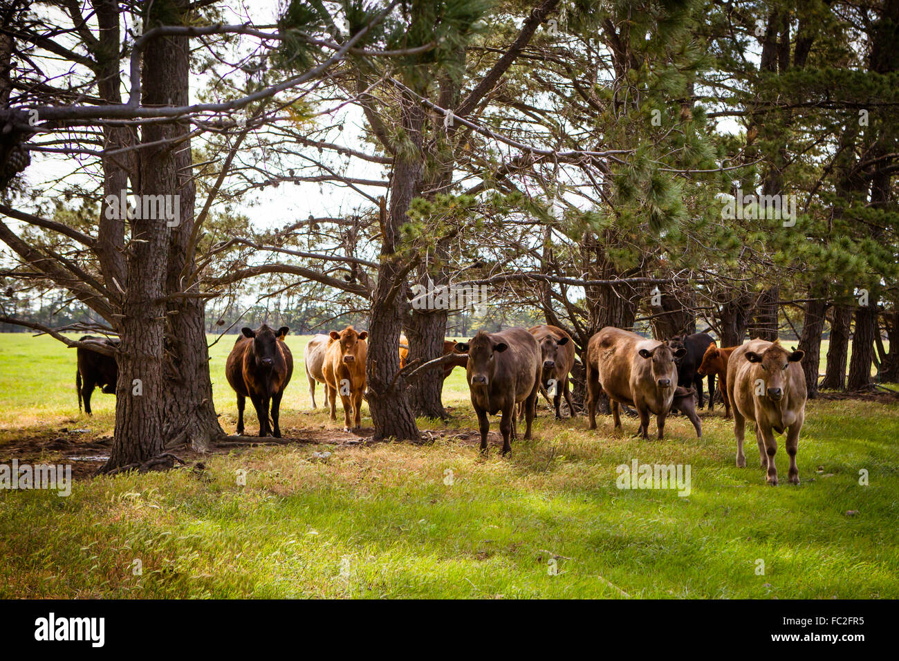 A herd of cows in a lush green paddock near Clarkefield in Victoria ...