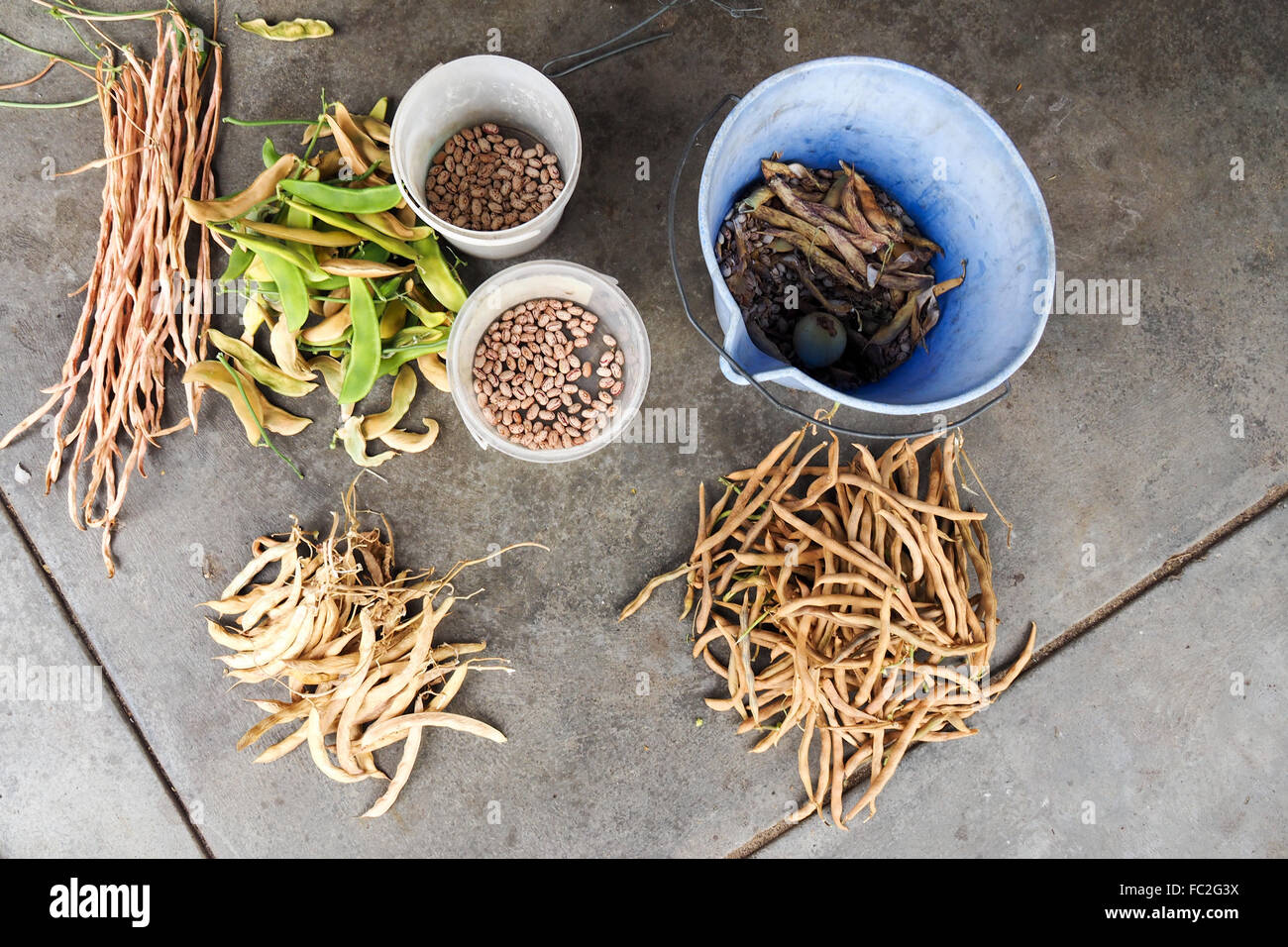 Collection of different dry beans Stock Photo - Alamy
