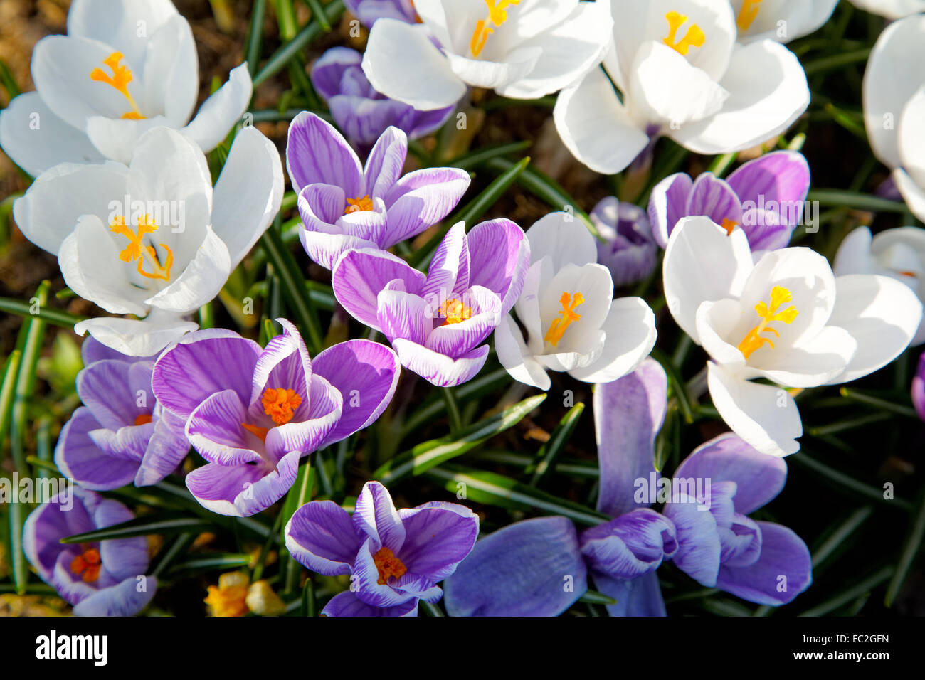 Spring flowers sunny hi-res stock photography and images - Alamy